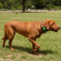 Robin MacFarlane Ecollar & Other Dog Training Videos.