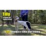 Basic Obedience Ecollar Training by Robin MacFarlane DVD -- Pro Dog ...