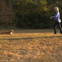 Robin MacFarlane Ecollar & Other Dog Training Videos.