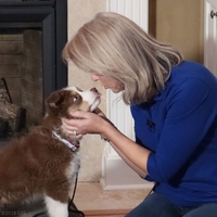 Robin MacFarlane Ecollar & Other Dog Training Videos.