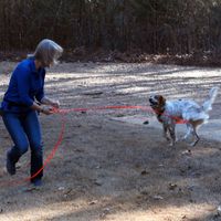 Robin MacFarlane Ecollar & Other Dog Training Videos.
