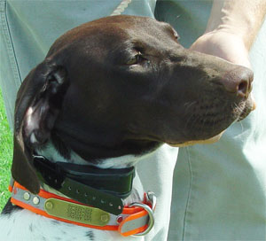 What about collar fit and probe length? | Gun Dog Supply