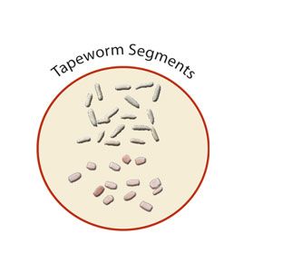 Tapeworm Eggs In Cats