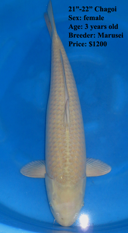 Chagoi Koi