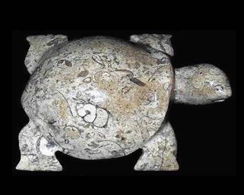 Coral Fossil Stone Turtle Collectible - Small