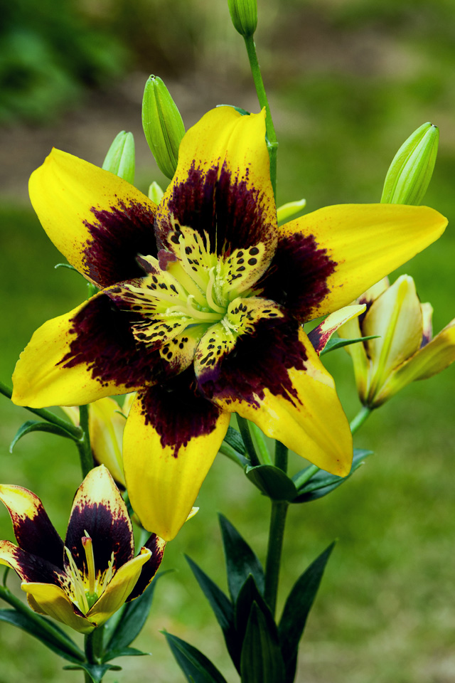 'Easy Dance' - Asiatic Hybrid Lily