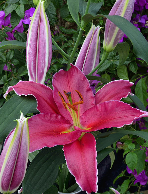 'Indiana - Oriental Hybrid Lily Bulb