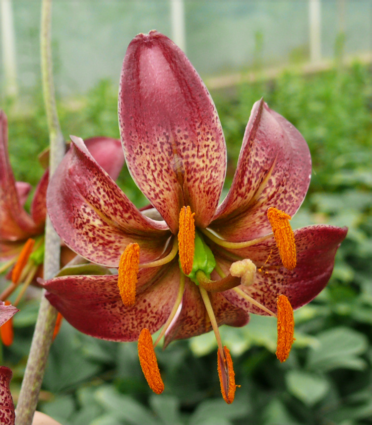 'L. martagon x Maroon King'