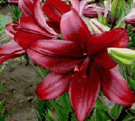 Red Alert' - Scented Asiatic Lily Bulb