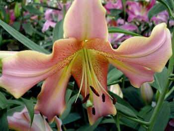 'Red Hot' - Orienpet Lily Bulb