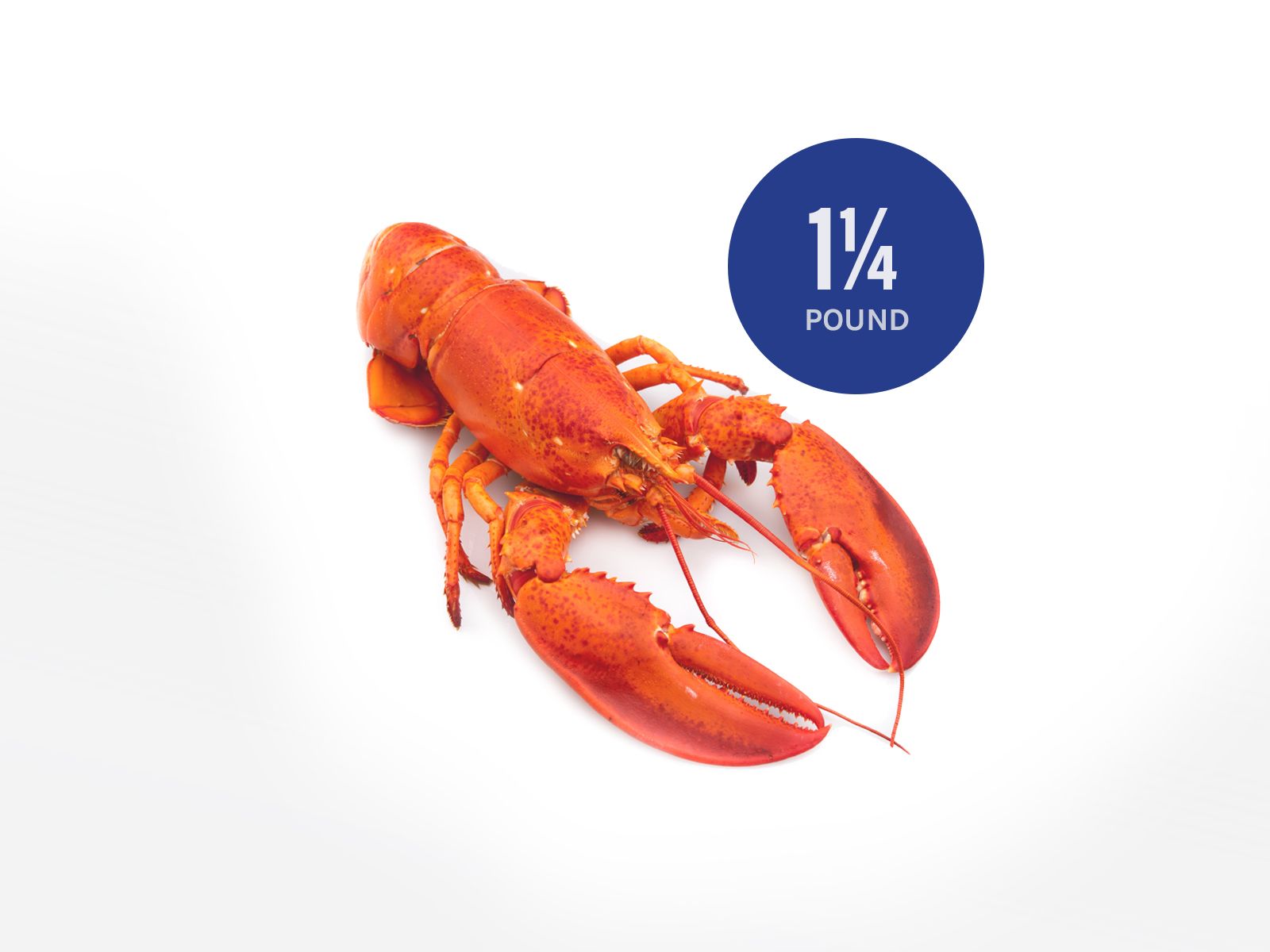 1 1/4 pound Fresh Live Maine Lobsters
