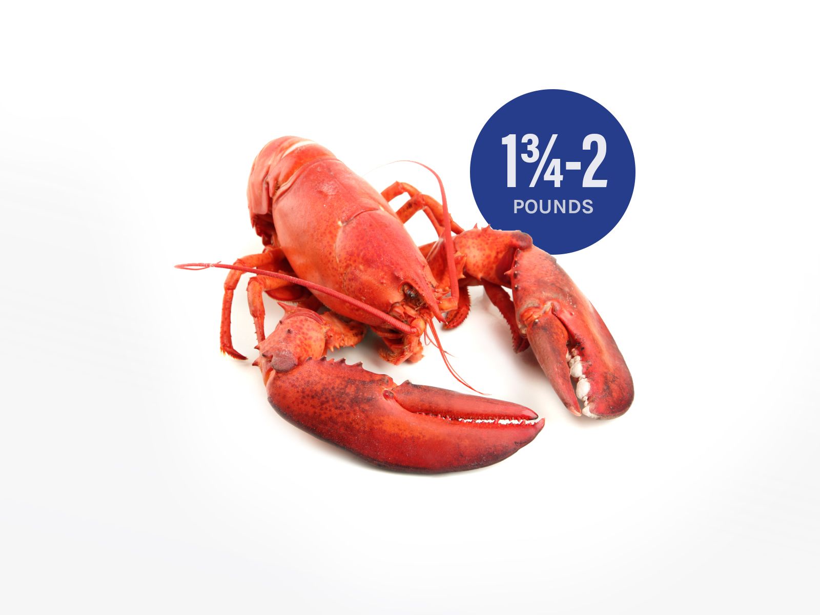 1 3/4 to 2 pound Fresh Live Maine Lobsters