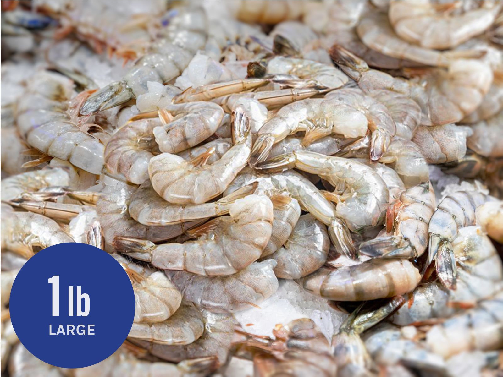 1 lb. Large Shrimp!