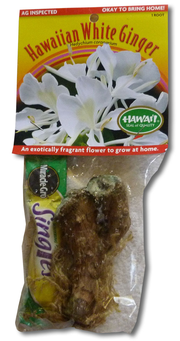 3 Packs of Hawaiian White Ginger Roots