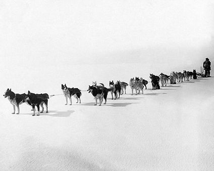 All Alaska Dog Sled Team, Nome 1914 Photo Print for Sale