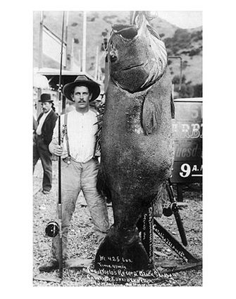Black Sea Bass World Record Giant Fish 1903 Photo Print for Sale
