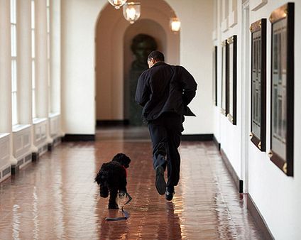 President Barack Obama and Family Dog Bo in White House Photo Print for ...