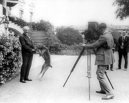 President Warren G. Harding w/ Pet Dog Photo Print for Sale