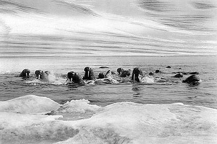 Walrus & Bering Sea Northwest Alaska Photo Print for Sale