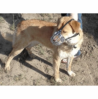 Wire Basket Dog Muzzle