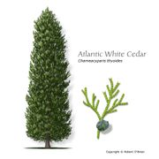 Atlantic White Cedar