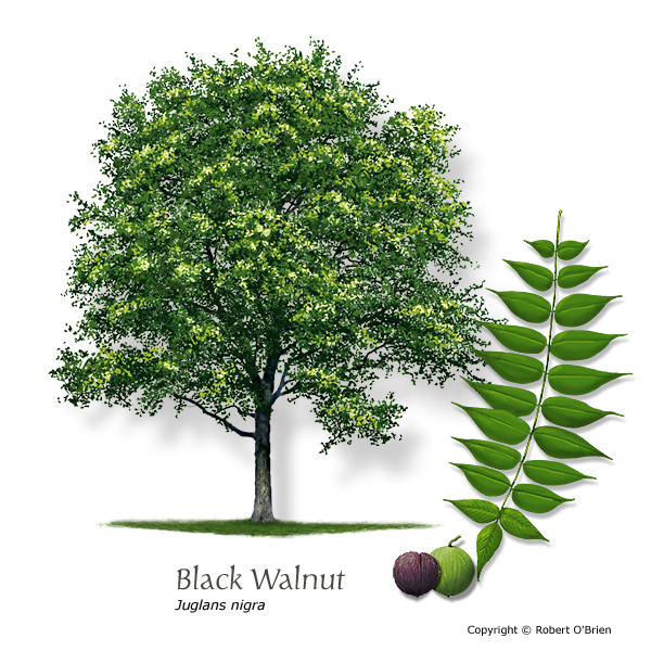 Walnut Tree Clip Art