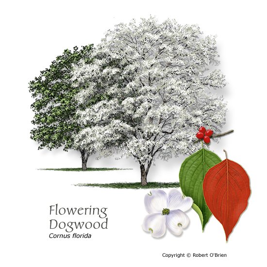 How To Draw A Flowering Dogwood Tree | Best Flower Site