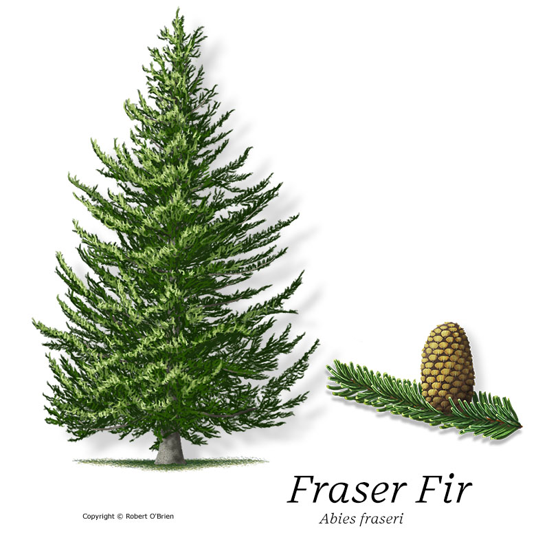 Abies Fraseri Fraser Fir