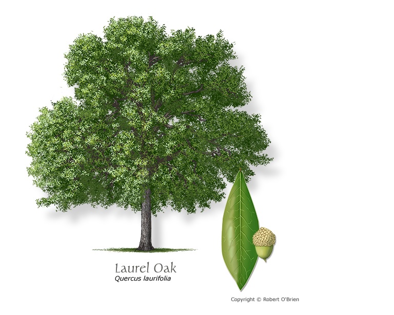 Quercus Laurifolia Tree