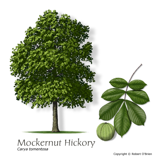 Mockernut, Hickory - Sold Out