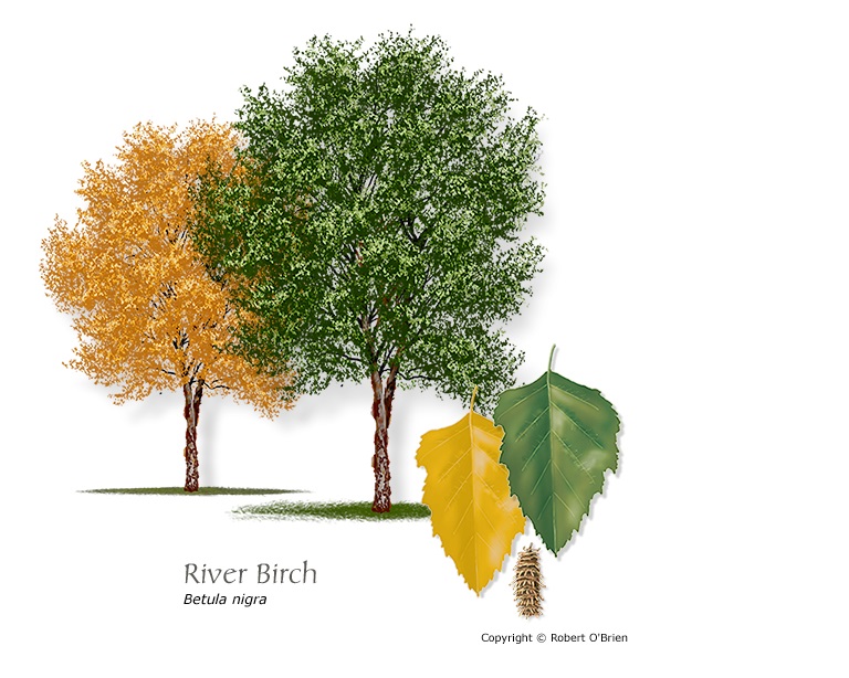 River Birch