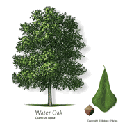 Water Oak