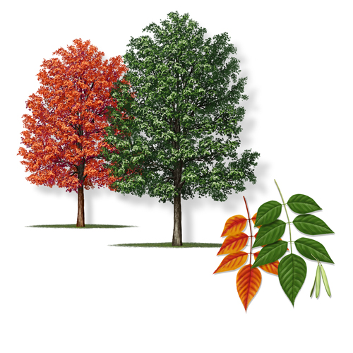 White Ash - Sold Out