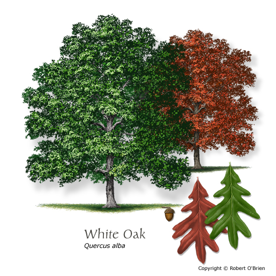 White Oak - Coastal