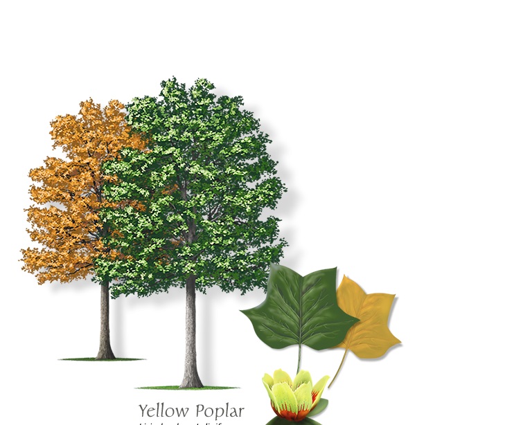 Tulip Poplar Tree Clipart