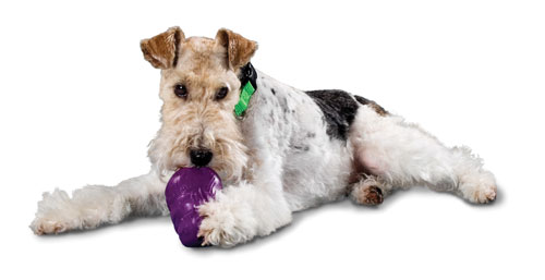 PetSafe Busy Buddy Squirrel Dude Dog Toy Medium