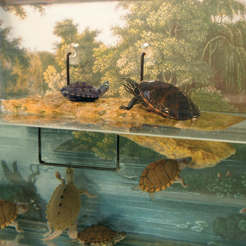 Large Zoo Med Turtle Dock at Lydia Christopher blog