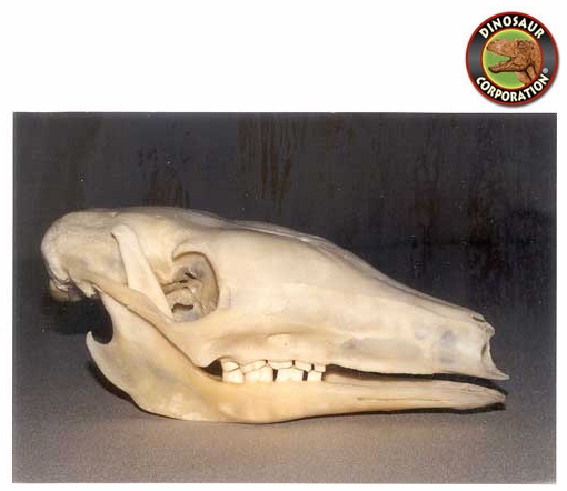 Aardvark Skull For Sale | Dinosaur Corporation