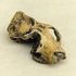 Adapis Skull | Hominid Skull For Sale | Dinosaur Corporation