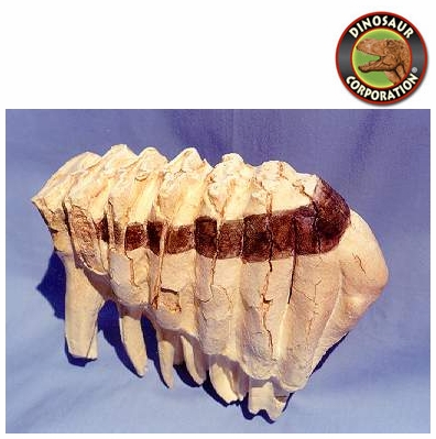 African Elephant Tooth For Sale | Dinosaur Corporation