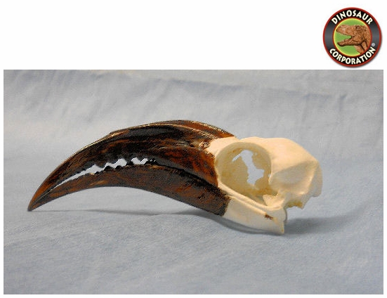 African Grey Hornbill Skull Male