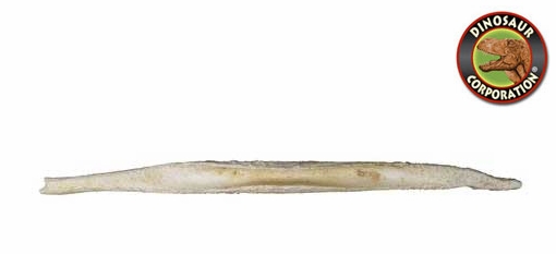 African Hunting Dog Baculum For Sale | Dinosaur Corporation