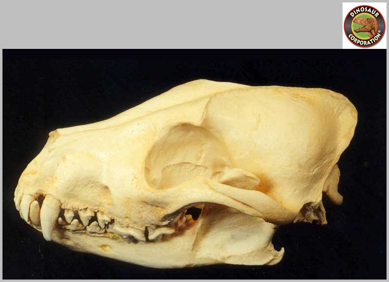 African Hunting Dog Skull For Sale | Dinosaur Corporation