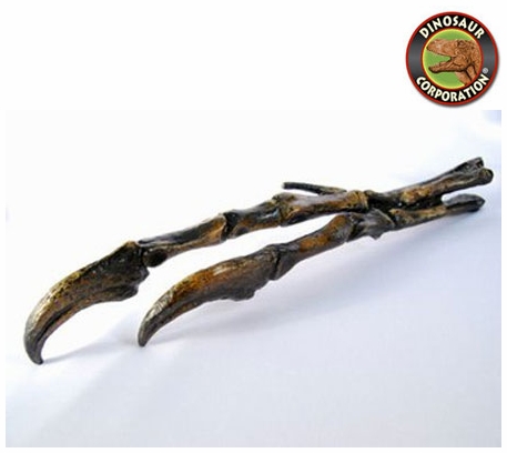 Allosaurus Hand | Fossil Replica | Dinosaur Corporation