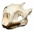 Aldabra Giant Tortoise Skull For Sale | Dinosaur Corporation