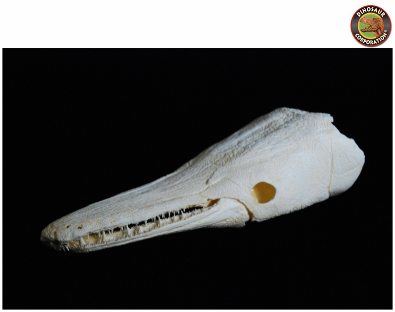 Alligator Gar Fish Skull For Sale