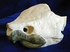 Alligator Snapping Turtle Skull for Sale | Dinosaur Corporation