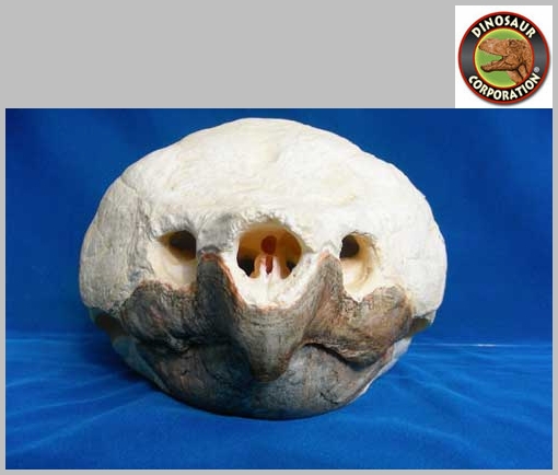 Alligator Snapping Turtle Skull