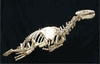 T rex Dinosaur Skeleton For Sale | Dinosaur Corporation