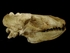 Allodesmus Skull For Sale | Dinosaur Corporation